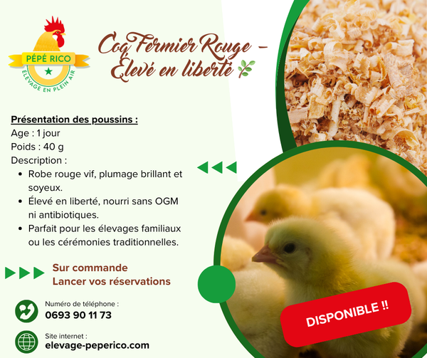 Poussin 1 jour – Elevage Peperico